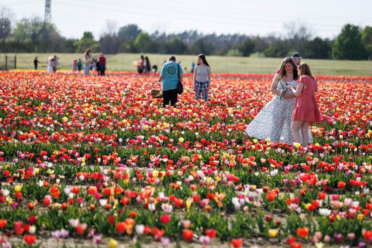 IN PHOTOS: A stunning spring scene at Burnside Farms in Nokesville ...