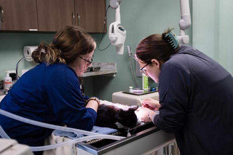 First Impressions: A Visit to Willow Animal Hospital | Community ...