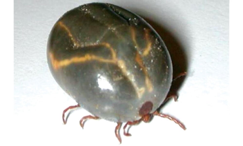 Types Of Ticks In Virginia