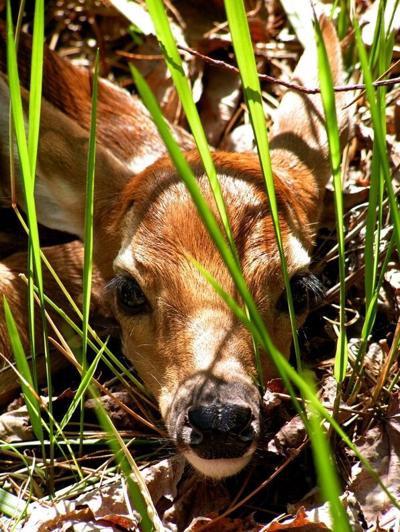Wildlife officials: Leave the fawns alone | Neighbors | fauquiernow.com