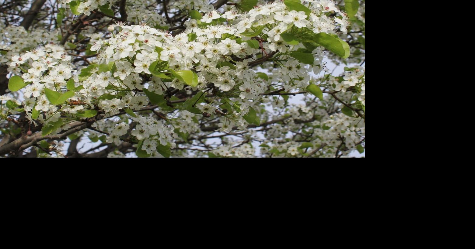 Virginia seeks to root out Bradford pear trees | News | fauquiernow.com