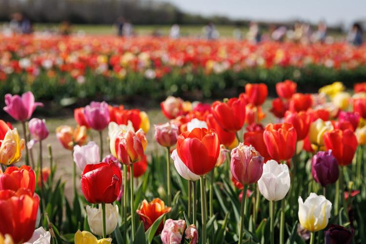 IN PHOTOS: A stunning spring scene at Burnside Farms in Nokesville ...