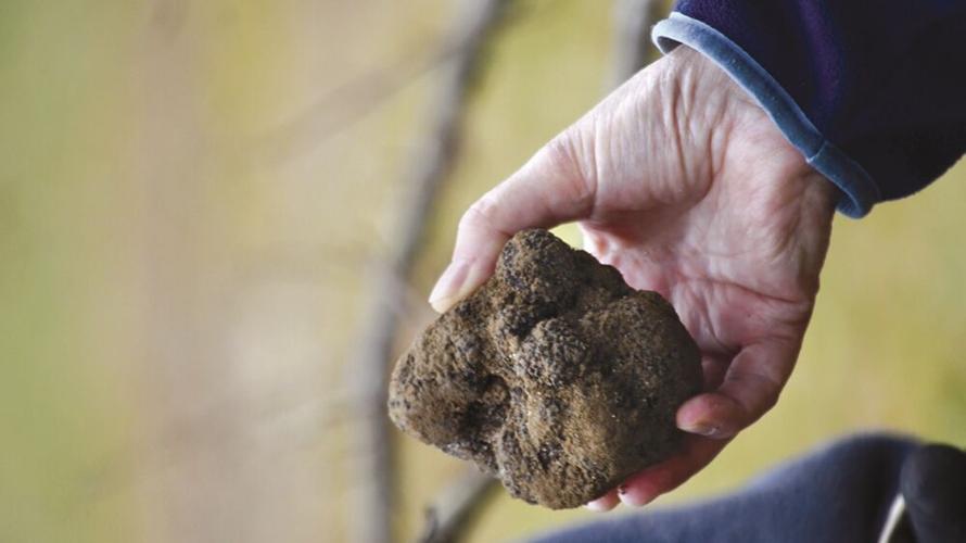 Truffle hunting: A unique experience in Culpeper | Warrenton Lifestyle ...