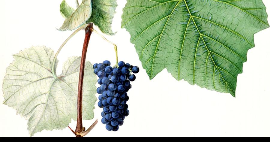 A Vineyard’s Gamble: The Norton grape shines in Virginia Wine at DuCard ...