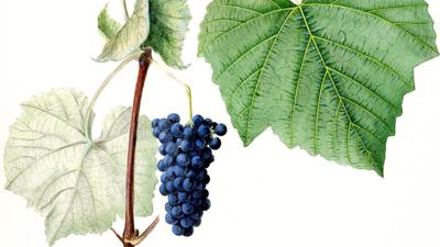 A Vineyard’s Gamble: The Norton grape shines in Virginia Wine at DuCard ...