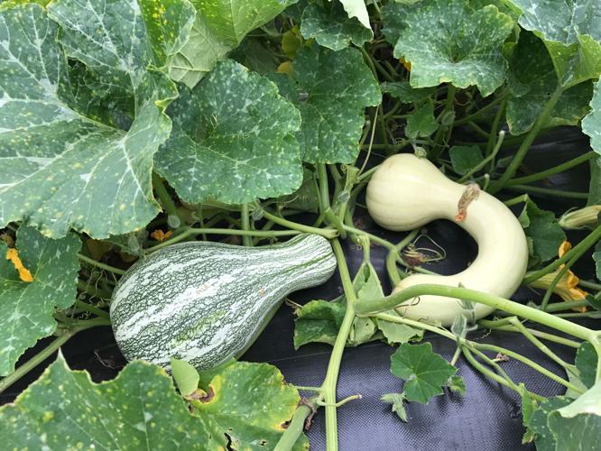 Teaching Fauquier to FISH | Community | fauquiernow.com