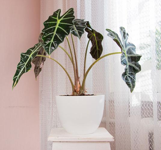 Jessica Logan is growing the Lost Woods in Warrenton | Warrenton ...