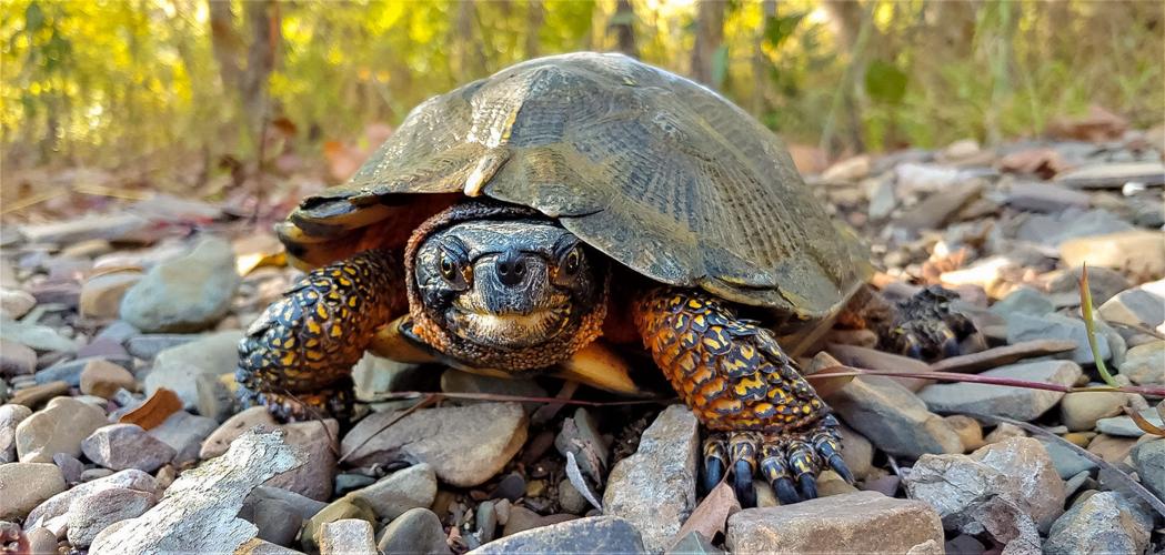 Troubled times for turtles: Habitat loss, poaching threaten the ancient ...