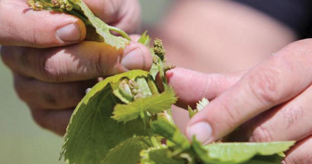 Breaking Bud… | Food & Drink | fauquiernow.com