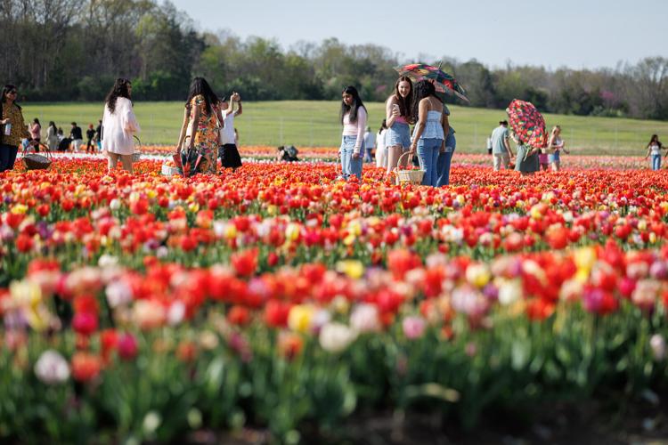 IN PHOTOS: A stunning spring scene at Burnside Farms in Nokesville ...