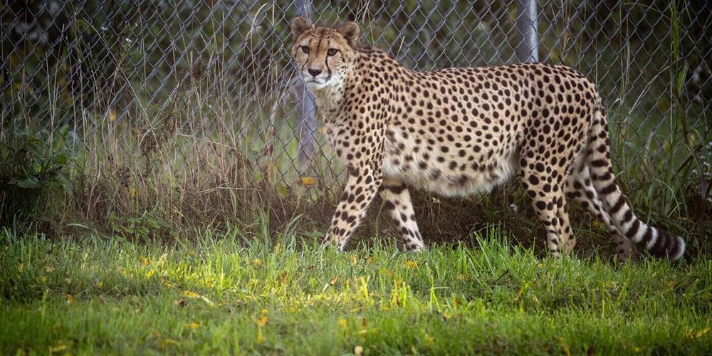Four cheetah cubs born at Smithsonian’s Front Royal Zoo | | fauquiernow.com
