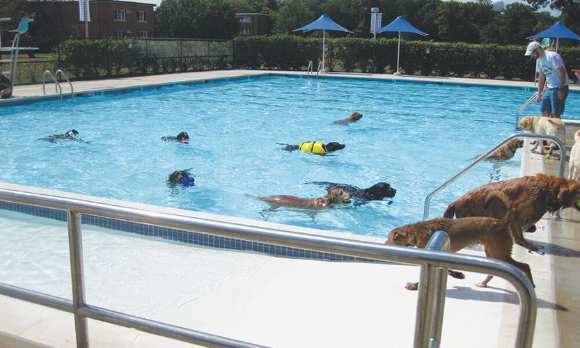 Dog’s Day | Community | fauquiernow.com