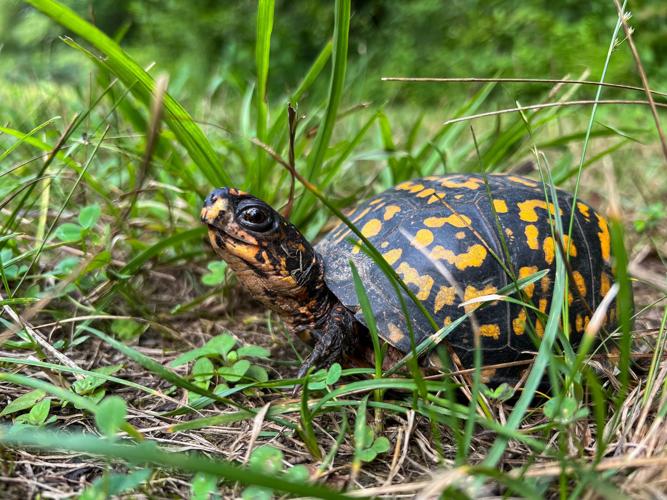 Troubled times for turtles: Habitat loss, poaching threaten the ancient ...