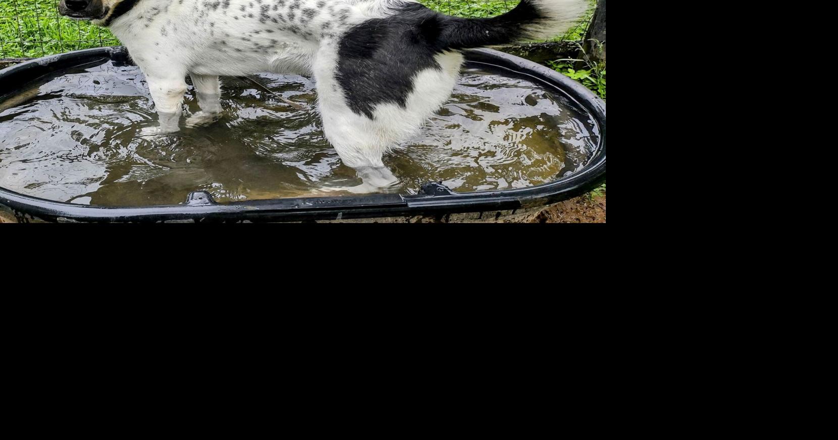Fauquier County Pet of the Week: Meet fun-loving ladies man Bruno ...