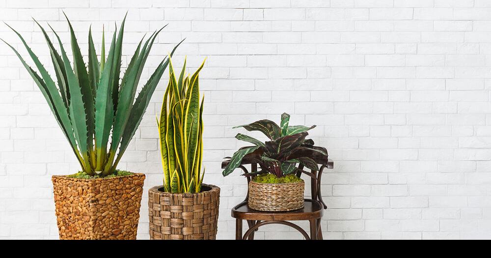 Design 101: From the Flora Files… | Home & Family | fauquiernow.com