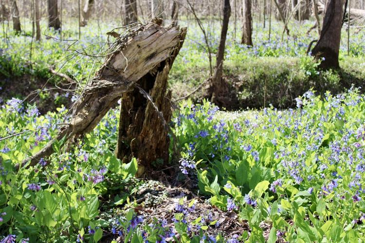 IN PHOTOS: Bluebells work their magic at Nokesville's Merrimac Farm ...