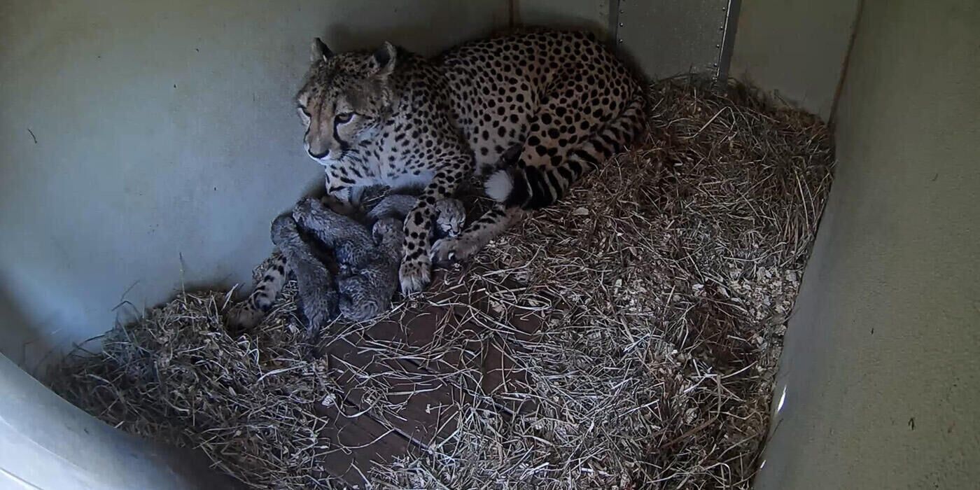Four cheetah cubs born at Smithsonian’s Front Royal Zoo | | fauquiernow.com