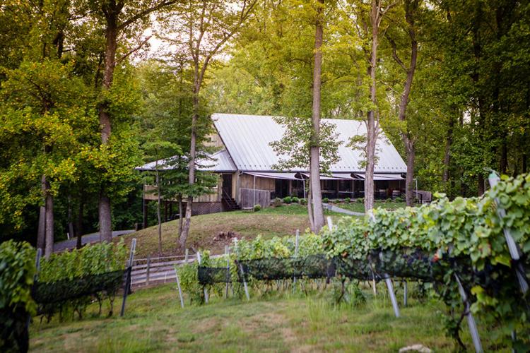 Arterra Wines and Hawkmoth Arts: Clean wine and vineyard-inspired art ...