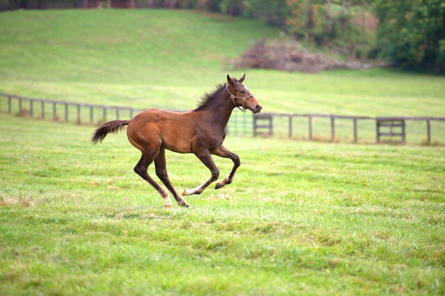 At Eric and Nancy Rizer’s Grey Lady Farm in The Plains, homebred race ...
