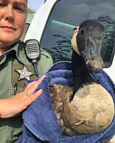 Local neighborhood proves good for injured goose | Neighbors ...
