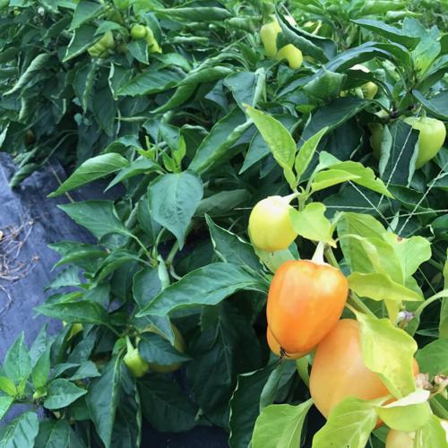 Teaching Fauquier to FISH | Community | fauquiernow.com