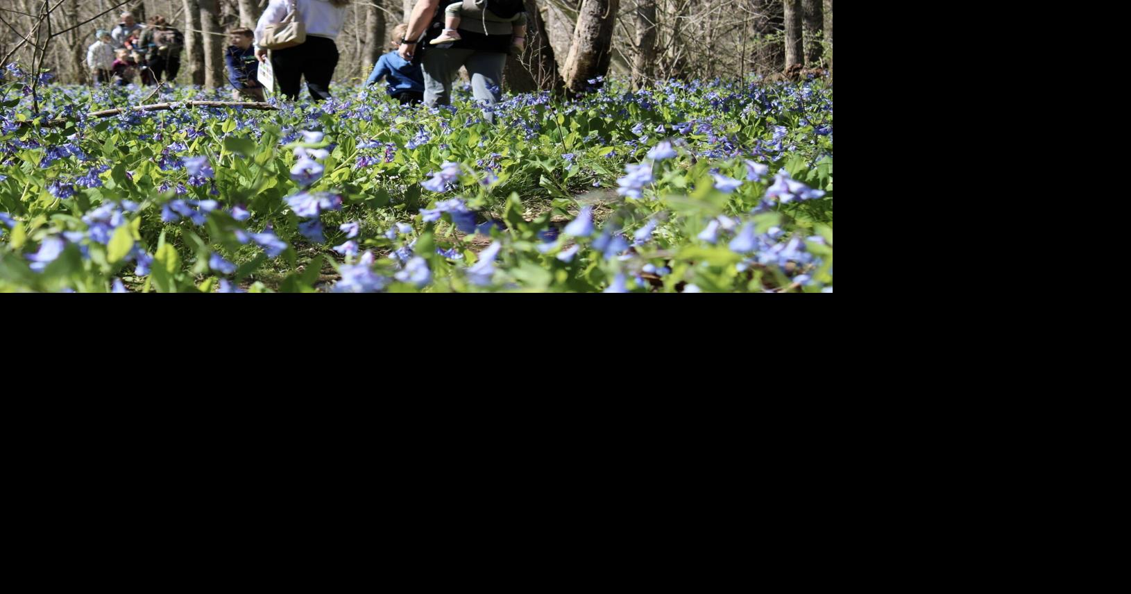 IN PHOTOS: Bluebells work their magic at Nokesville's Merrimac Farm ...