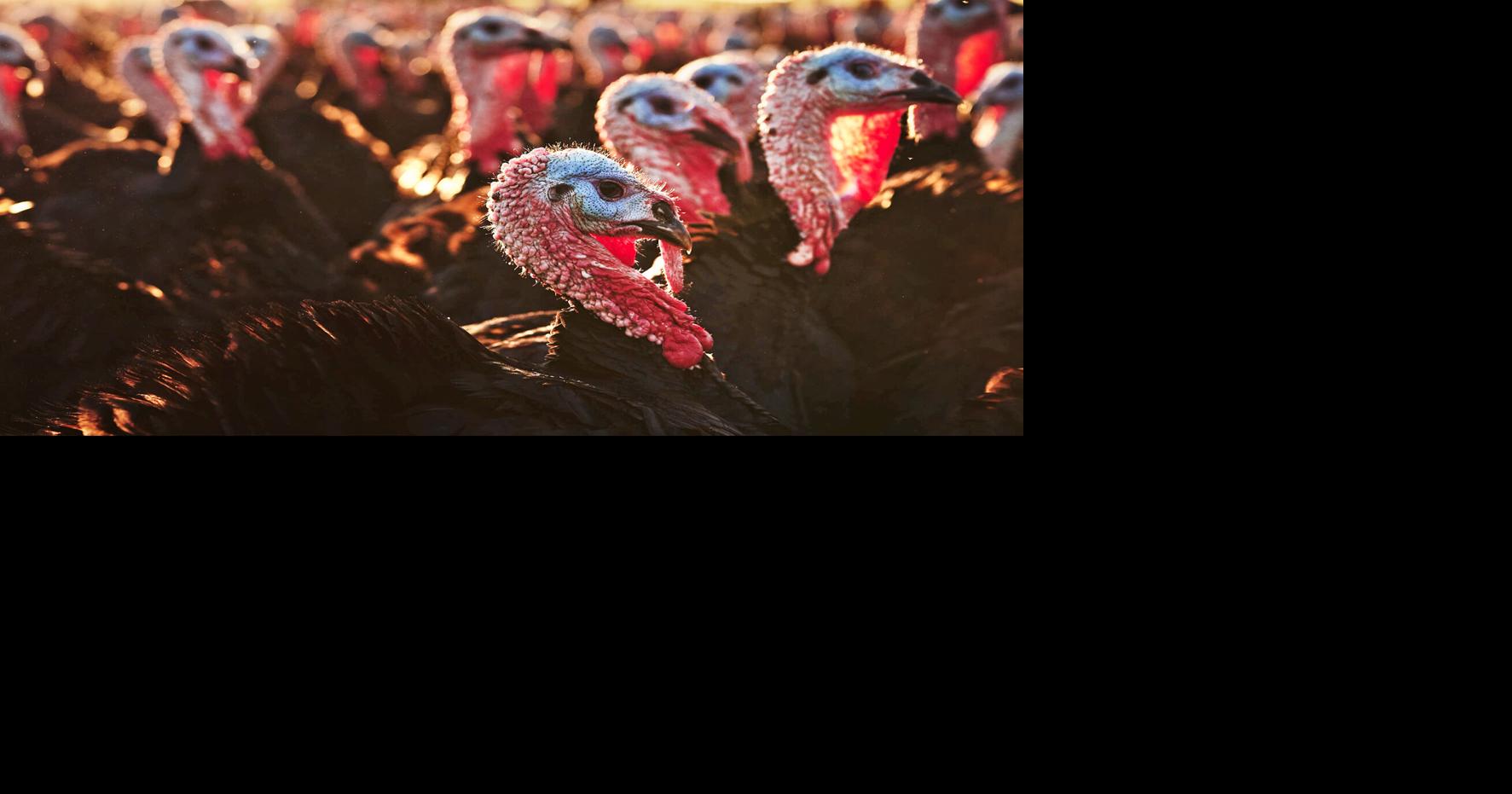 Why pasture-raised turkeys are getting so much attention this ...