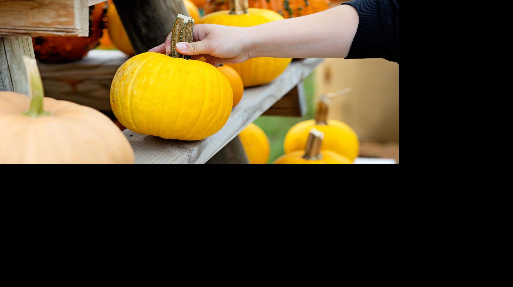 How to pick and prep the perfect pumpkin | Fruits & Vegetables ...