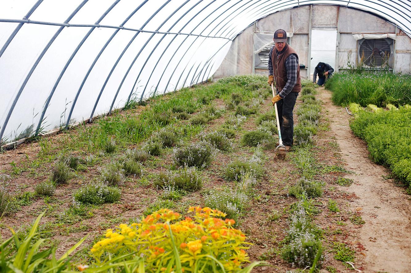 Classic to exotic: Idaho’s Purple Sage Farms grows culinary herb ...