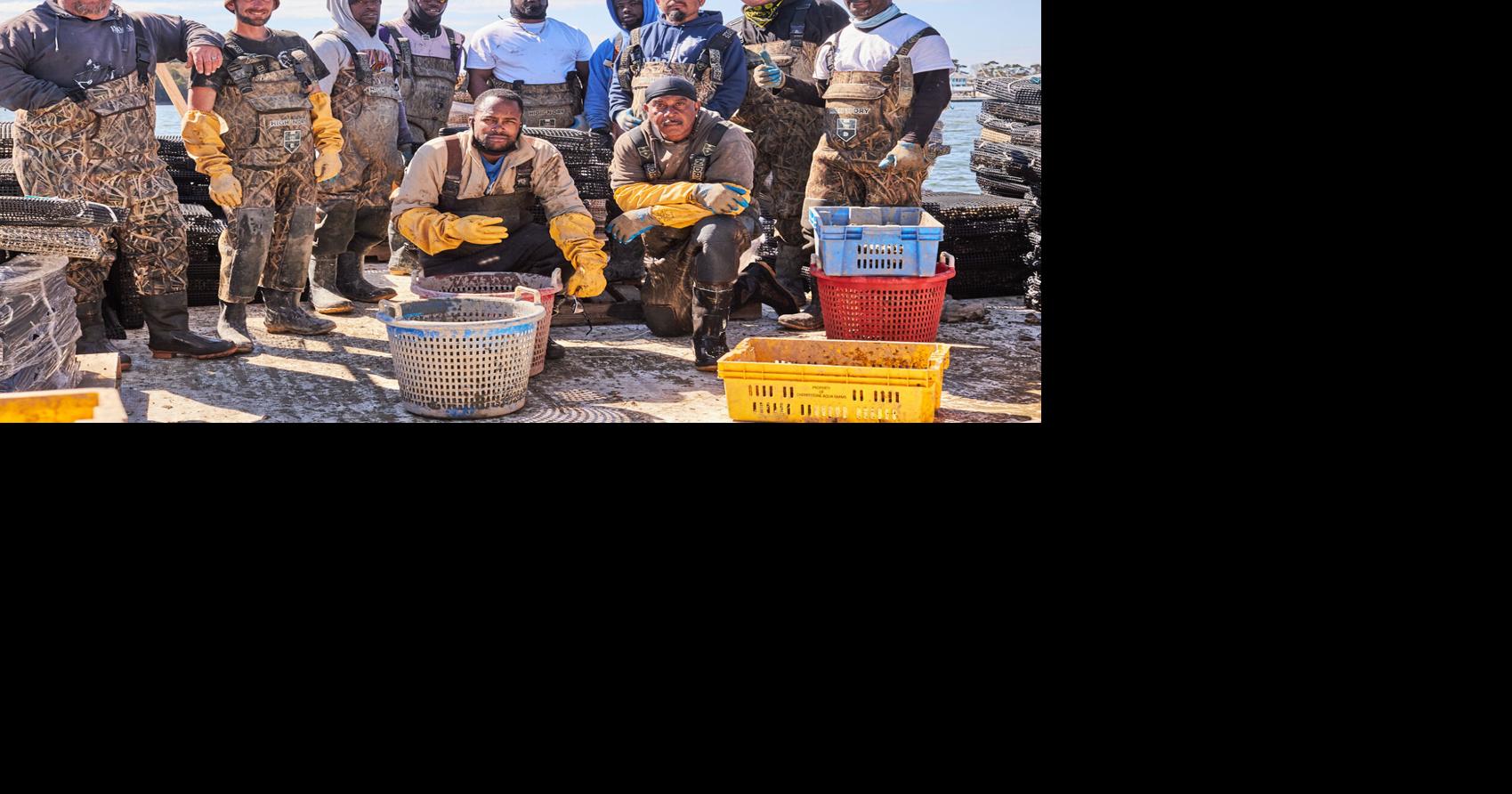 Video: Oyster farming — From boat to plate | Meat & Seafood ...