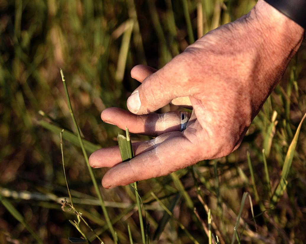 Regenerative ranching under the big sky at Oxbow Cattle Company | Meat ...
