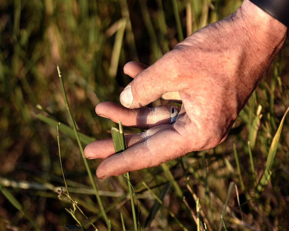 Regenerative ranching under the big sky at Oxbow Cattle Company | Meat ...