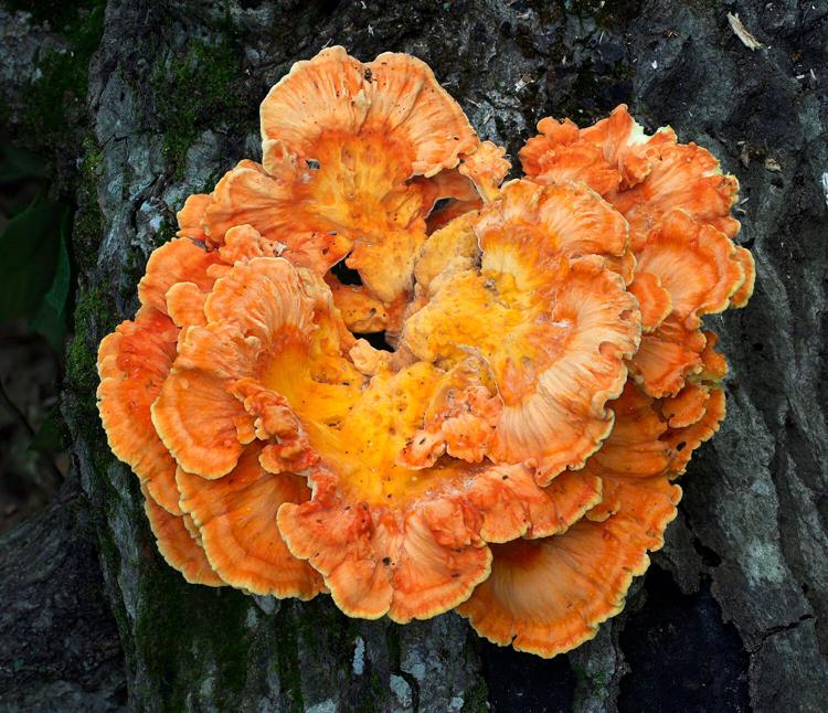 Fungiculture: Everything you need to know about mushroom farming ...