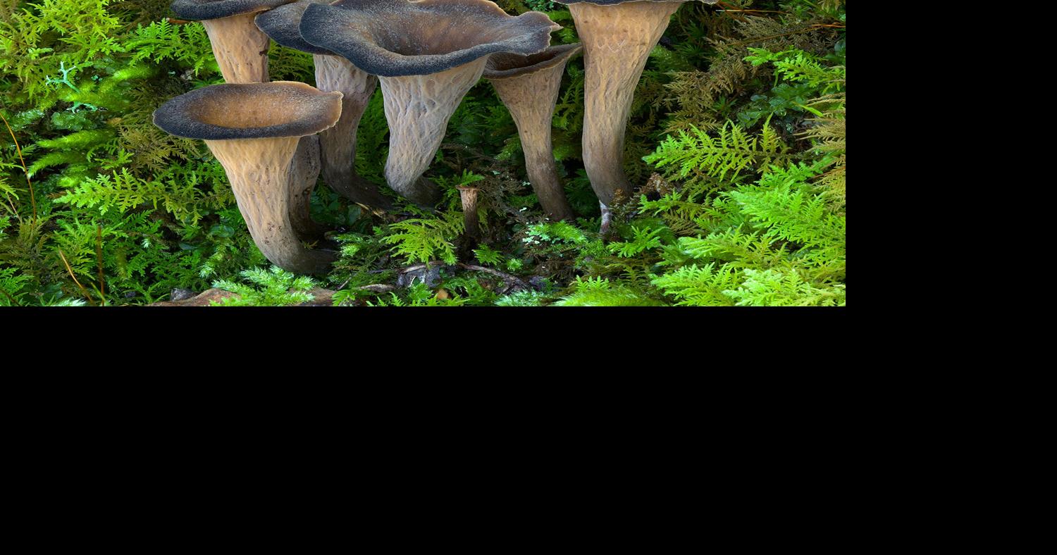Feast your eyes on these fabulous foraged fungi | | feastandfield.net