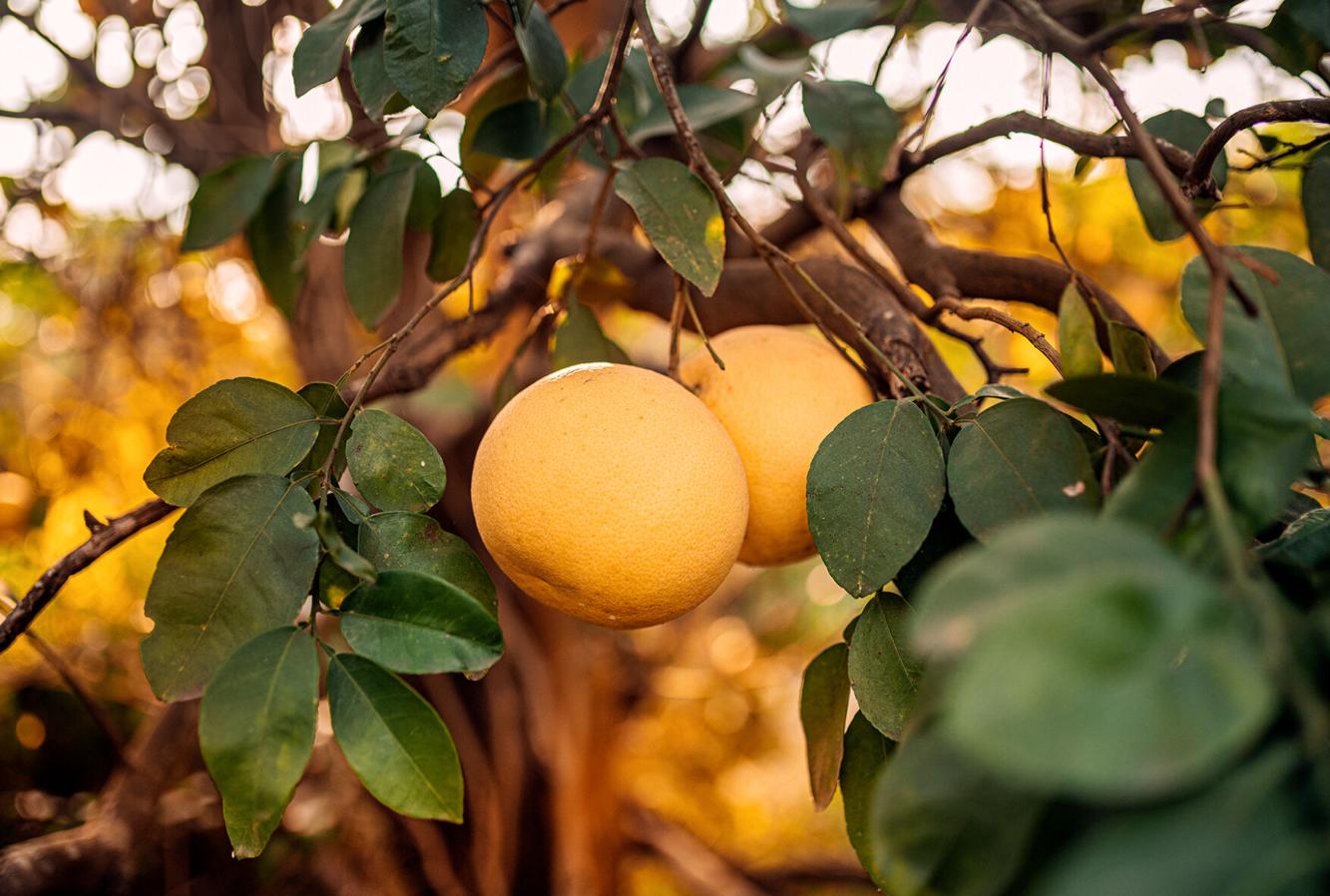 Family tree: Evolution of America’s great grapefruit | Fruits ...