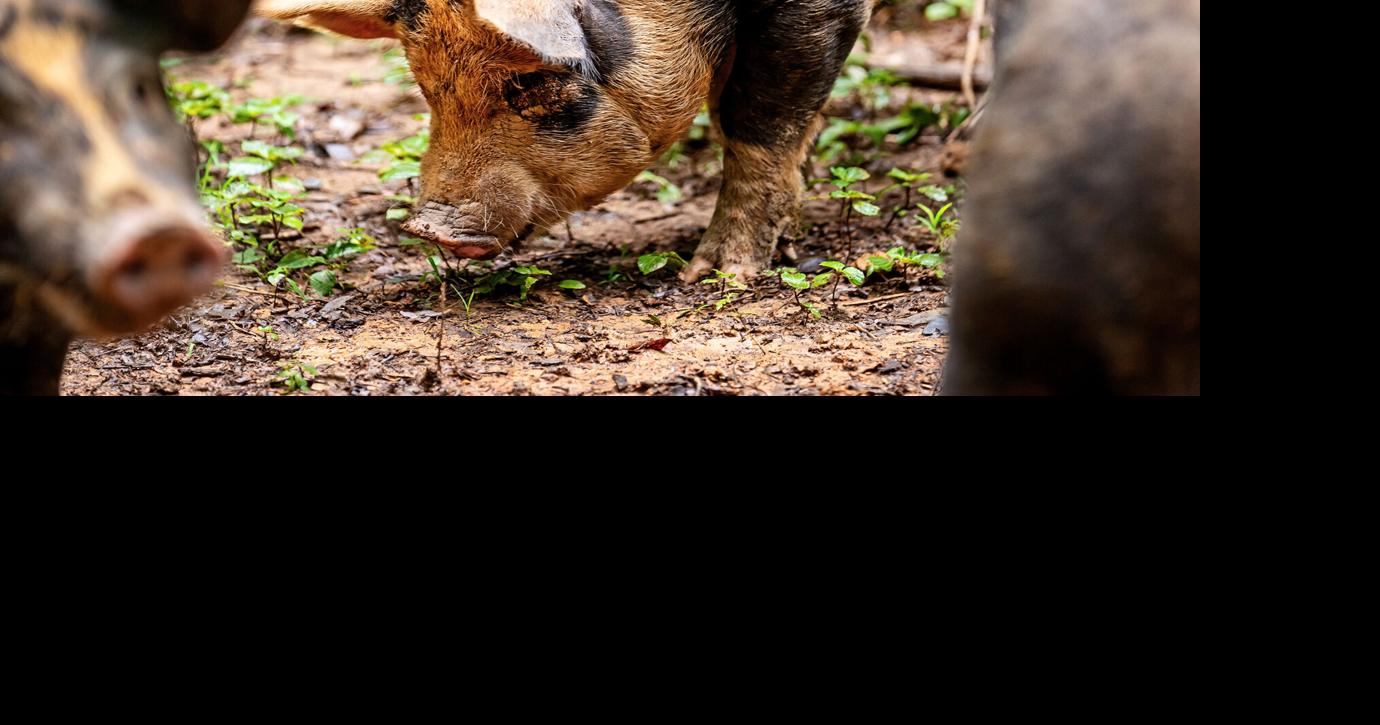 Not all pork is created equal — and why you should care | Meat ...