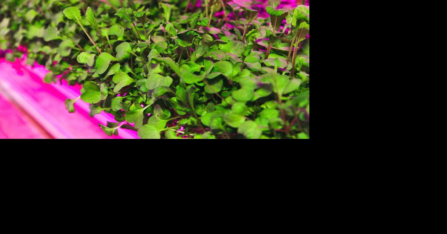 Microgreens are a superfood fad here to stay | Fruits & Vegetables ...