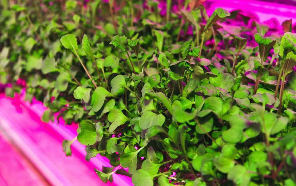 Mini and mighty: A microgreen flavor guide | Fruits & Vegetables ...