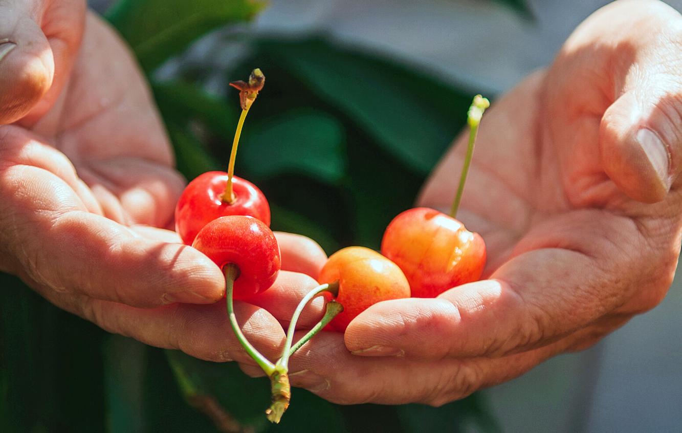 Everything you ever wanted to know about cherries | Fruits & Vegetables ...