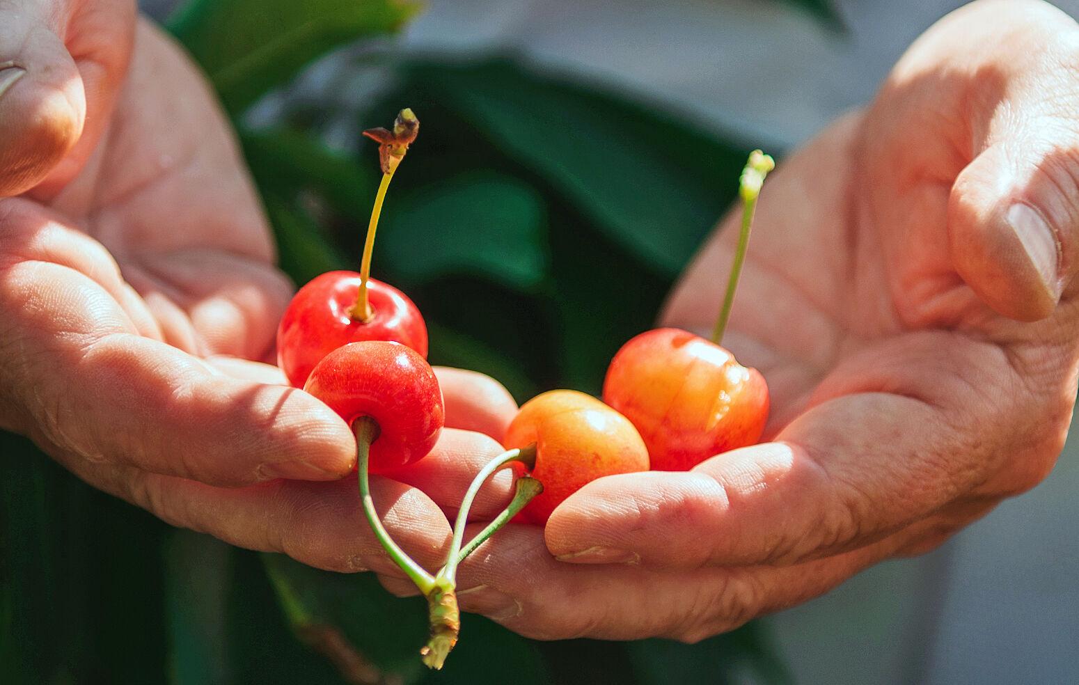 Everything you ever wanted to know about cherries | Fruits & Vegetables ...