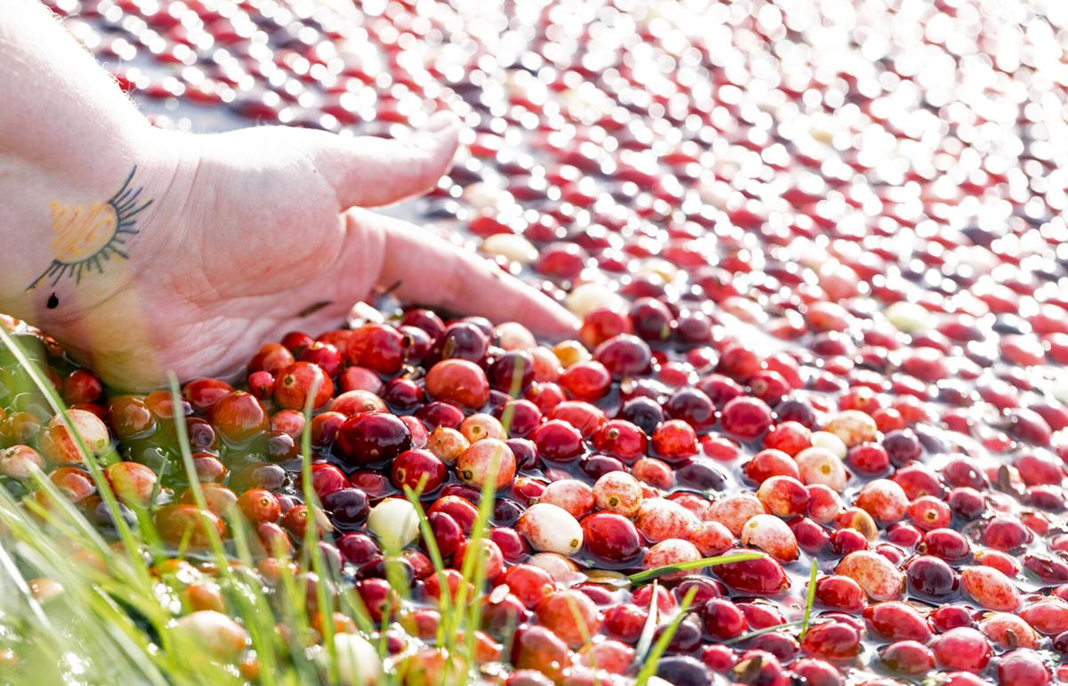 Marsh to table: How the holiday cranberry graces our tables each year ...