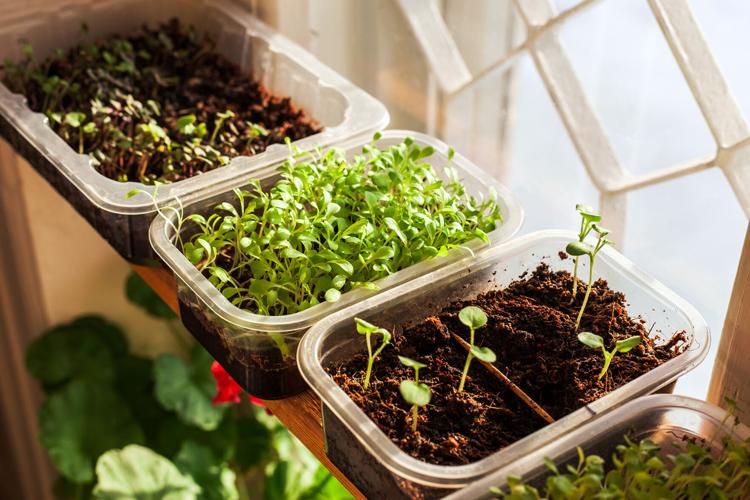 How to grow microgreens at home | Fruits & Vegetables | feastandfield.net