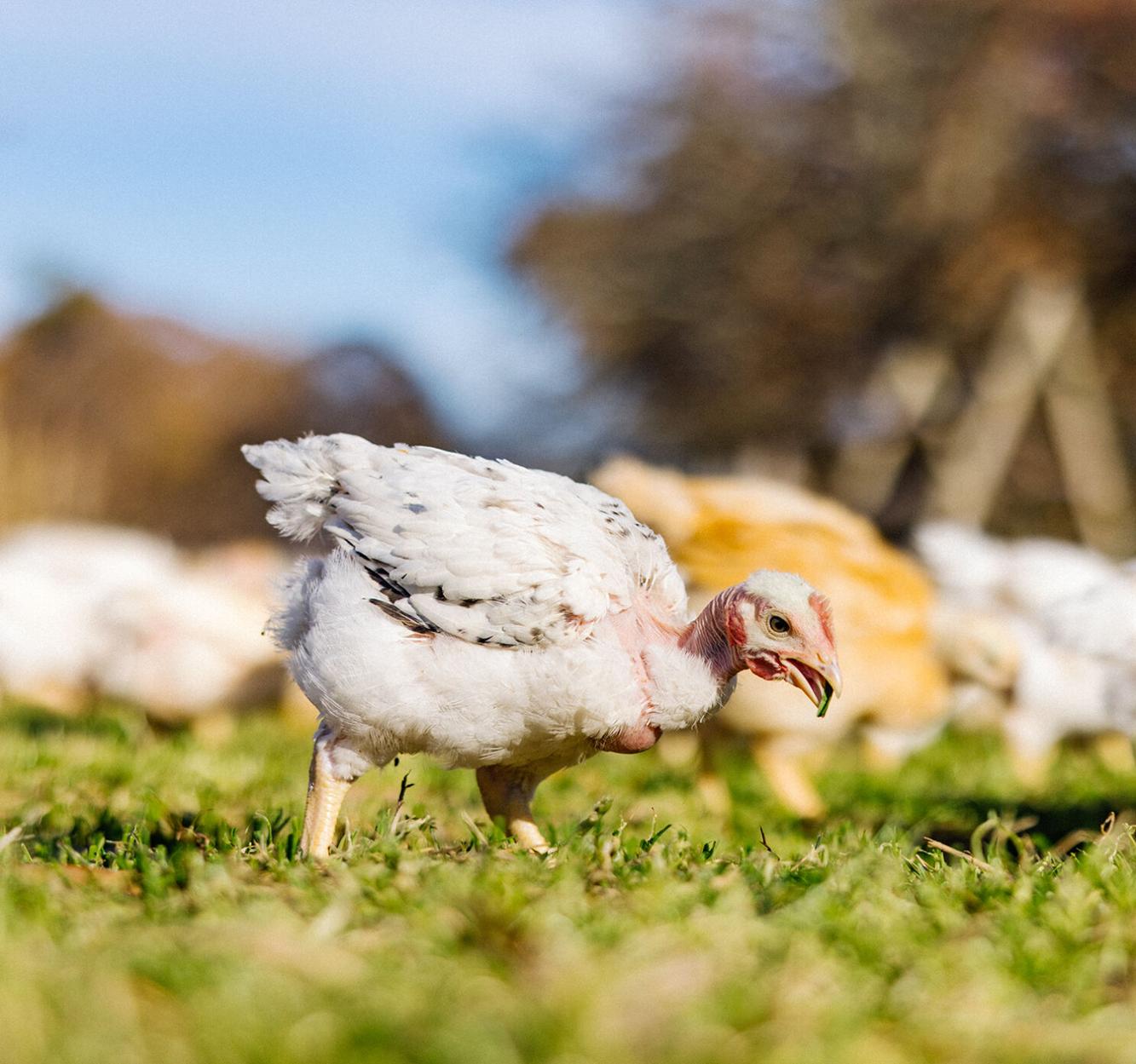With his vision of ethically raised chicken, Blue Apron co-founder ...