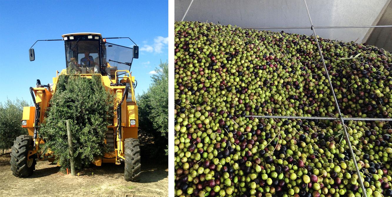 Who knew? Georgia is producing some of the country’s best olive oils ...