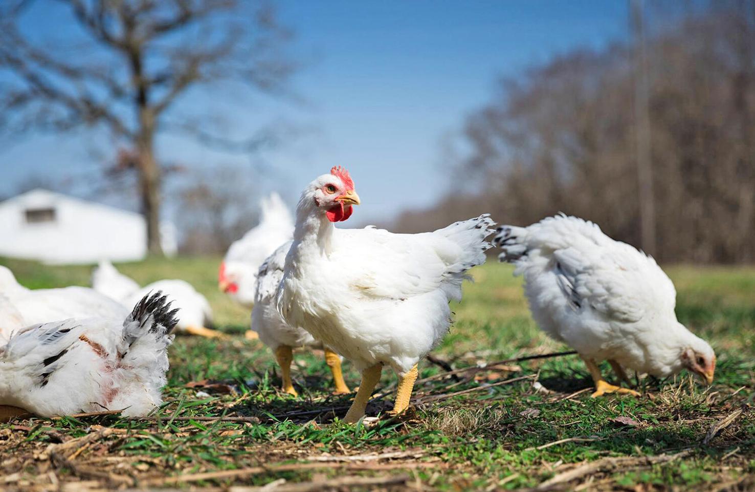 How to decipher those confusing grocery store chicken labels | Meat ...