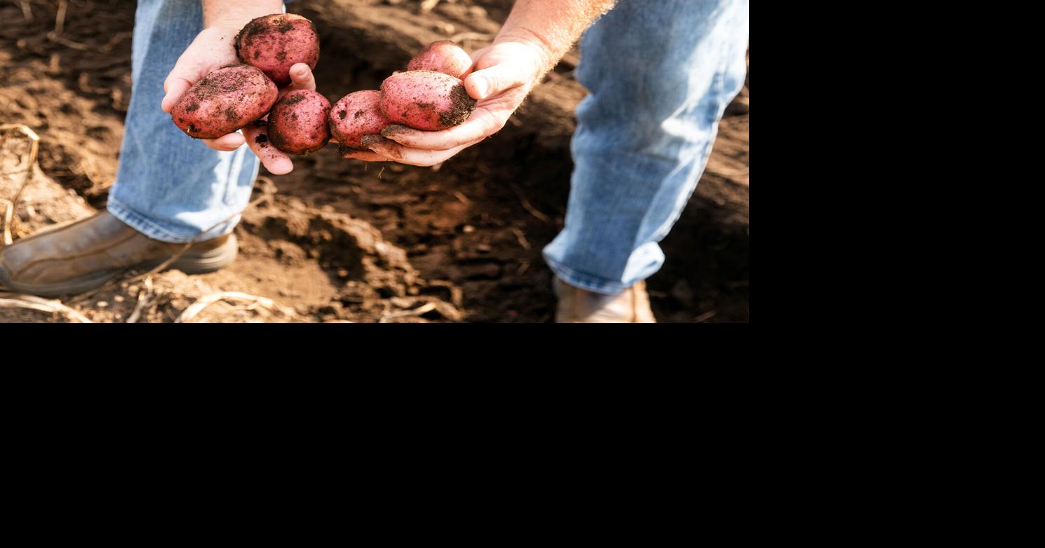 Issue No. 26: Organic potato farming in North Dakota | Fruits ...