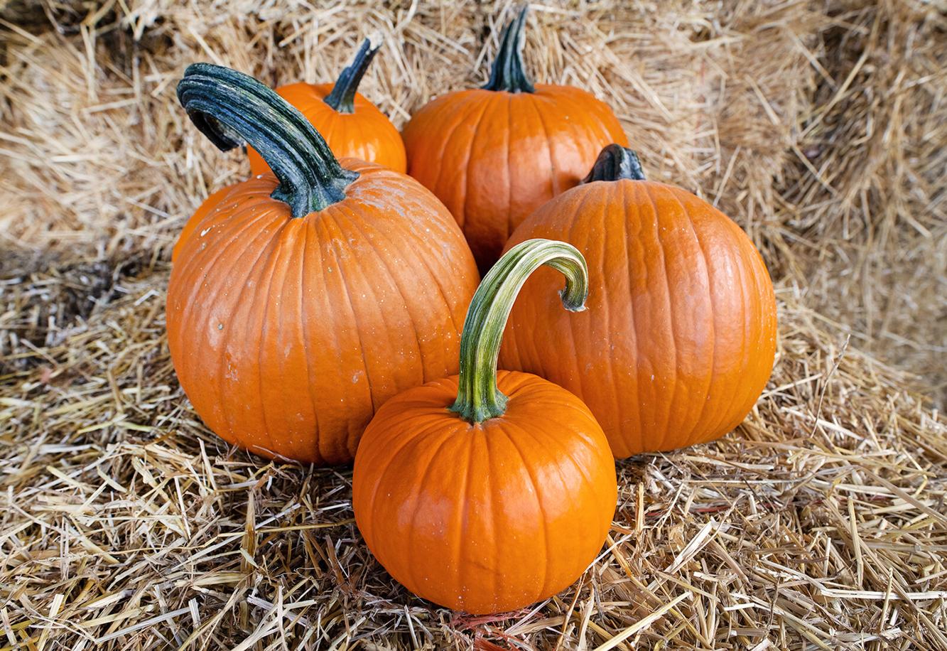 How to pick and prep the perfect pumpkin | Fruits & Vegetables ...