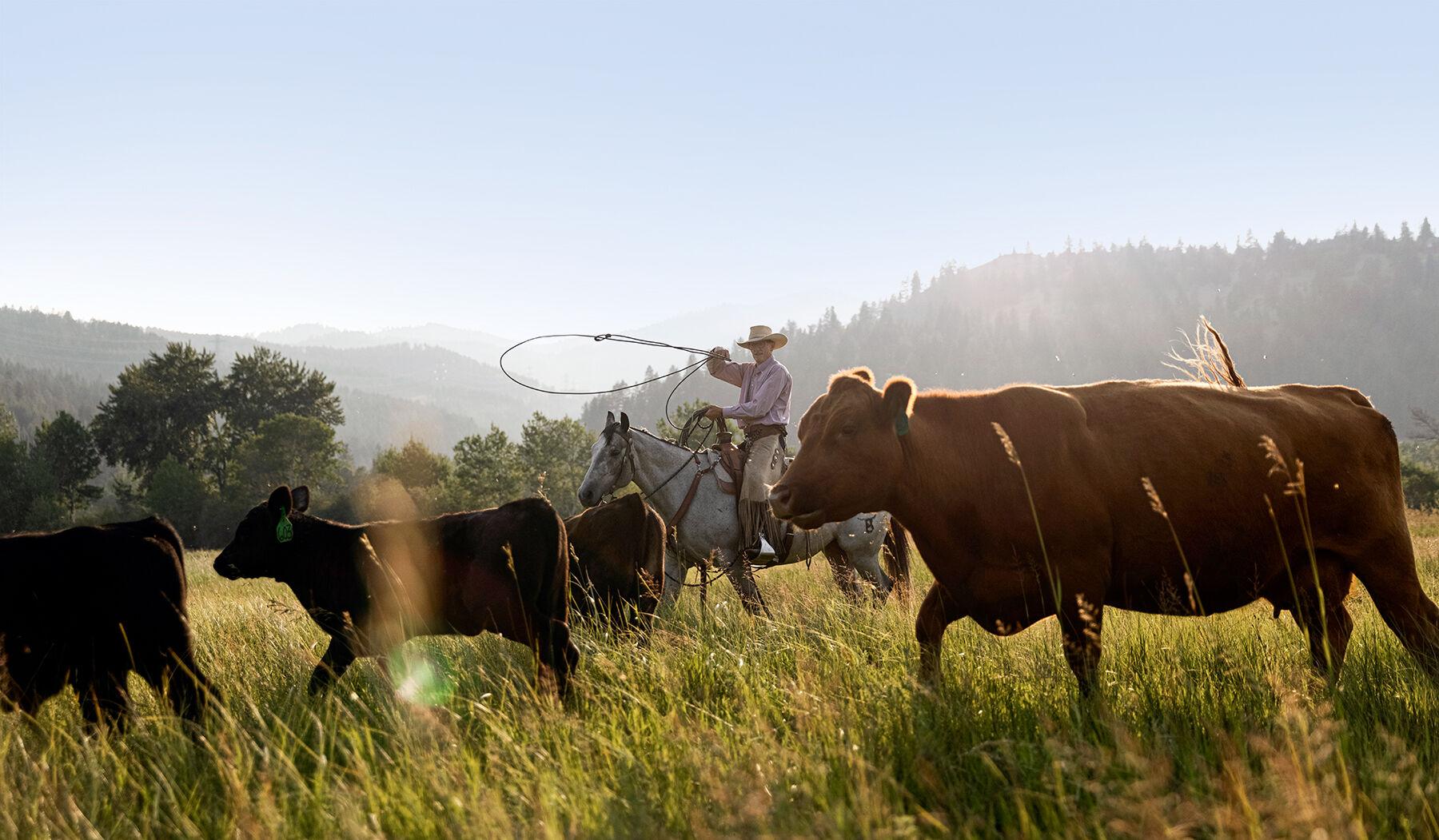 Regenerative ranching under the big sky at Oxbow Cattle Company | Meat ...