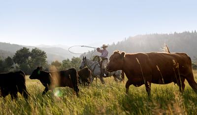 Regenerative ranching under the big sky at Oxbow Cattle Company | Meat ...