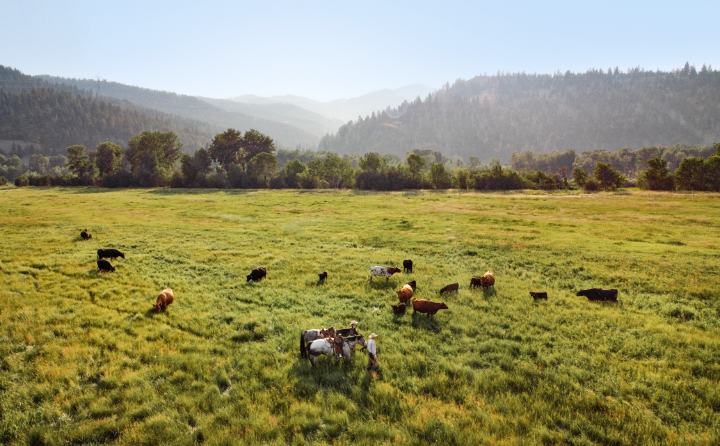 Regenerative ranching under the big sky at Oxbow Cattle Company | Meat ...